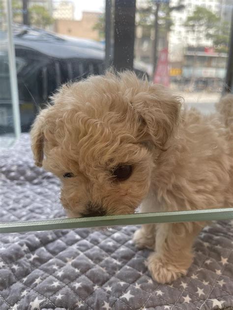 반려견 귀여운 크림 토이푸들 호두 입양