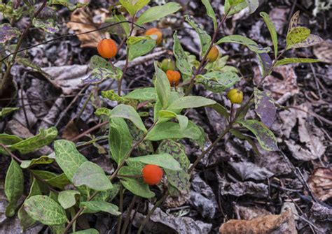 Plants Lab 8 Flashcards Quizlet