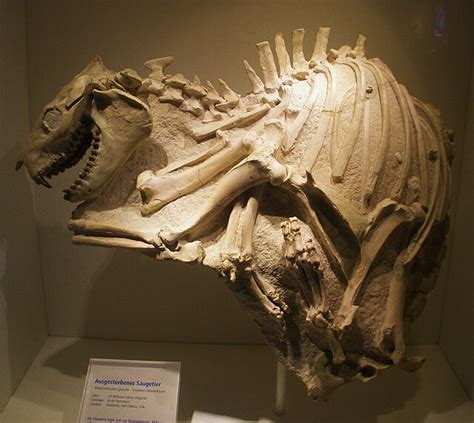 Oreodont Prehistoric 101