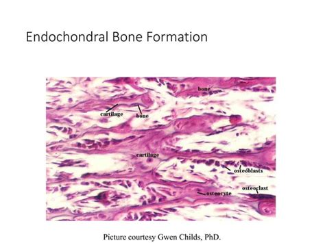 1structure And Function Of Mss Lecture1ppt