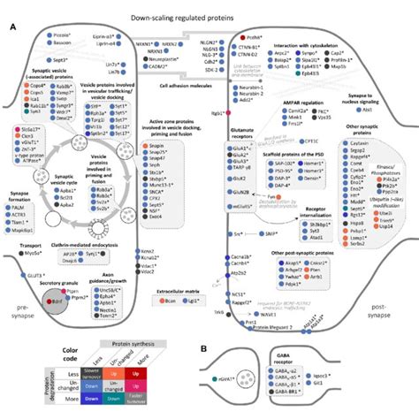 Regulation Of Synaptic Proteins During Ttx Induced Homeostatic Download Scientific Diagram