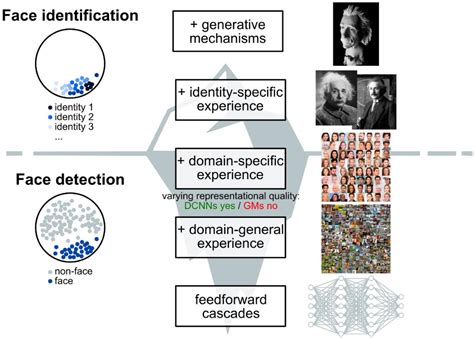Modeling Biological Face Recognition With Deep Convolutional Neural
