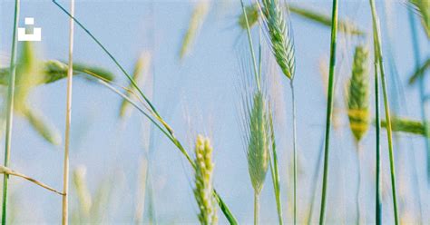 푸른 하늘을 배경으로 잔디밭을 클로즈업한 모습 사진 Unsplash의 무료 자연 이미지