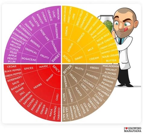 Terpene Chart A Must Have For Cannabis Aficionados Greenbudguru