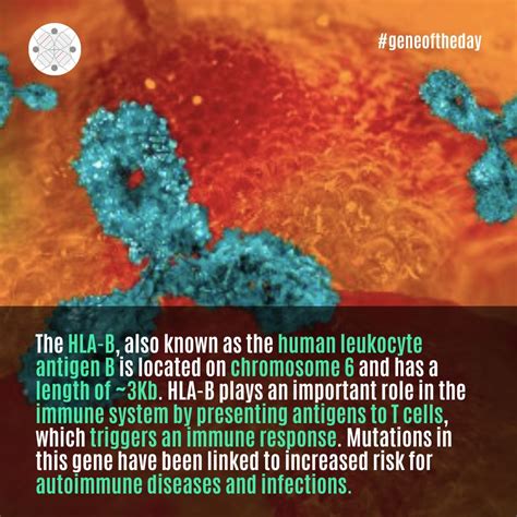 Genetic Education Inc On Linkedin Geneoftheday Hla Hla Hlab Humanleukocyteantigen