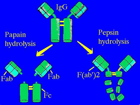 Immunoglobulin Structure And Function Ppt