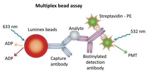 United States Multiplex Assays Market Projected To Reach Usd 314