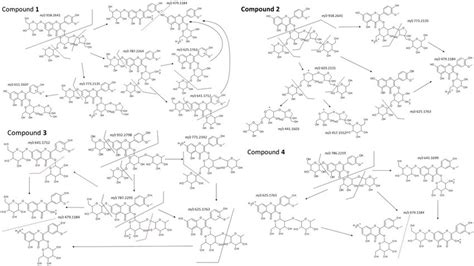 A Fragmentation Pattern Of Flavonoid Glycosides 1 4 Shown Mz Are