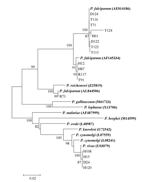Neighbor Joining Nj Tree Constructed Based On The Nucleotide