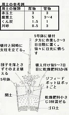 大菊福助作り鉢上げ仕方 キク 花の育て方