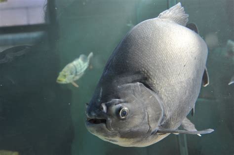 Schwarzer Pacu Tierpark Bern