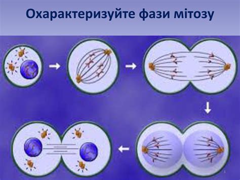 Презентація Будова хромосоми