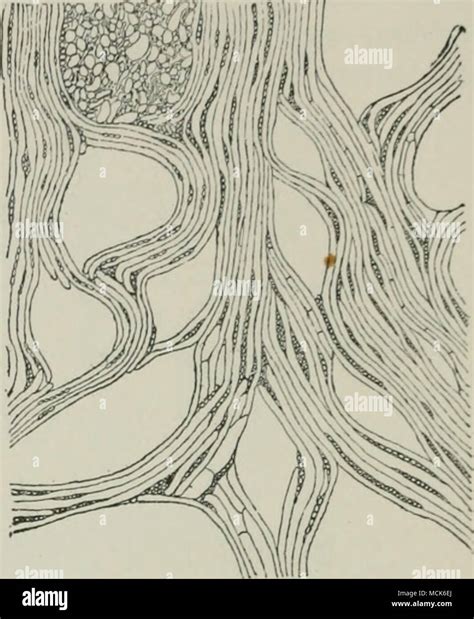 Tangential Section Hi Res Stock Photography And Images Alamy