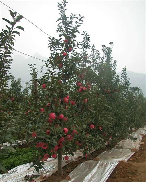 矮化苹果矮化栽培大山谷图库
