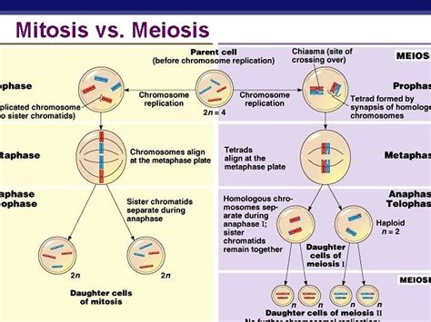Chapter 13 Meiosis Sexual Reproduction Ap Biology Modified