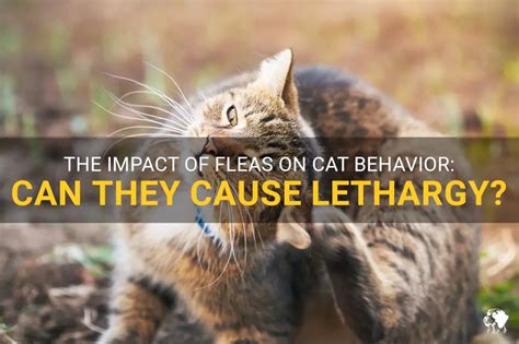The Impact Of Fleas On Cat Behavior Can They Cause Lethargy Petshun