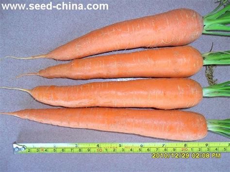 艳阳红七寸种植图片展示 种子网 天鸿种子网新闻中心 种子网 天鸿种子网新闻中心