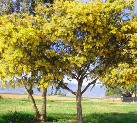 Wattle Tree