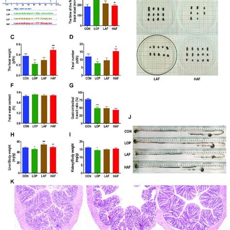 Influence Of Attf On Loperamide Induced Constipation Symptoms In Mice