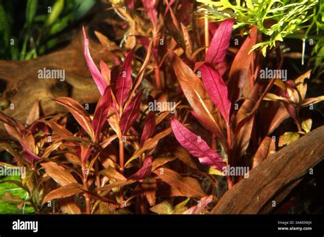 Scarlet Temple Macracanda Alternanthera Reineckii Roseafolia
