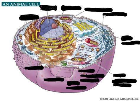 Cell Diagram Quizlet