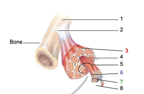 Lab Quiz 3 Flashcards Quizlet