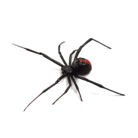 Spiders Pest Control Sutherland Jt Pest Control Sutherland