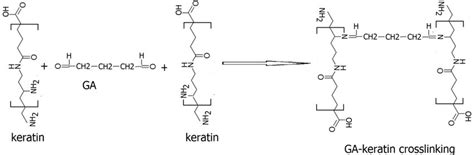 Crosslinking Reaction Of Keratin With Glutaraldehyde And Schiff Base