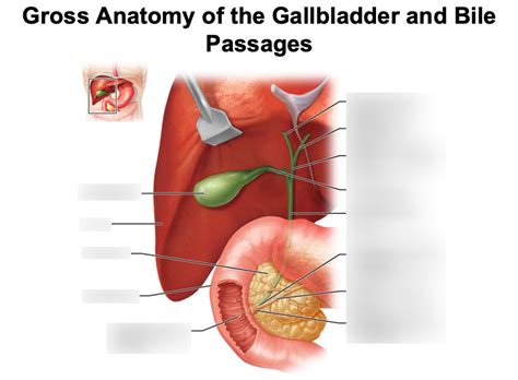 Gallbladder And Bile Passages Diagram Quizlet