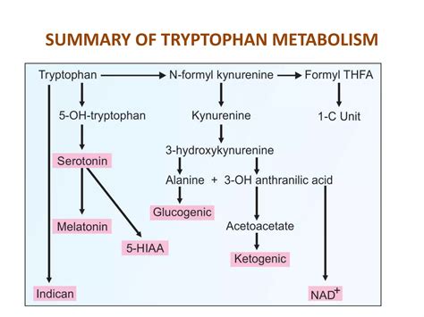 Metabolism Of Tryptophan Ppt
