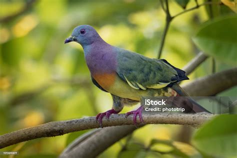 분홍색 목 녹색 비둘기 트렌 버넌 종 조류 가족 콜룸비다에 동남 아시아에서 일반적인 미얀마와 베트남에서 인도네시아와 필리핀의 섬을 통해 남쪽 갈색에 대한 스톡 사진 및 기타