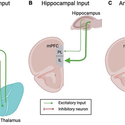 Schematic Depicting The Main Extracortical Glutamatergic Inputs To The Download Scientific