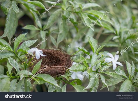 Empty Birds Nest On Branches Tree Stock Photo Shutterstock