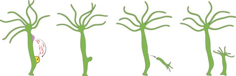 Sexual Reproduction Images Browse Stock Photos Vectors And