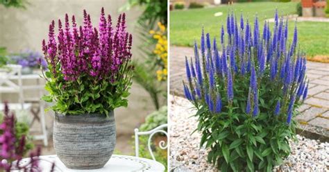 Salvia Vs Veronica All The Differences Balcony Garden Web