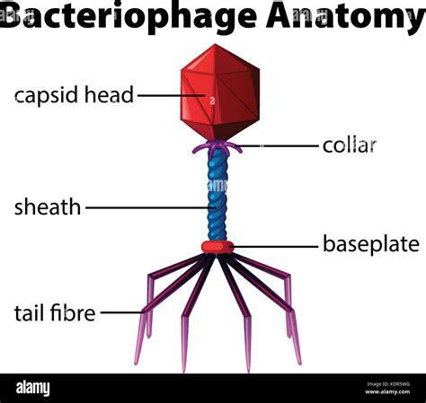 Diagram Showing Bacteriophage Anatomy Illustration Stock Vector Image And Art Alamy