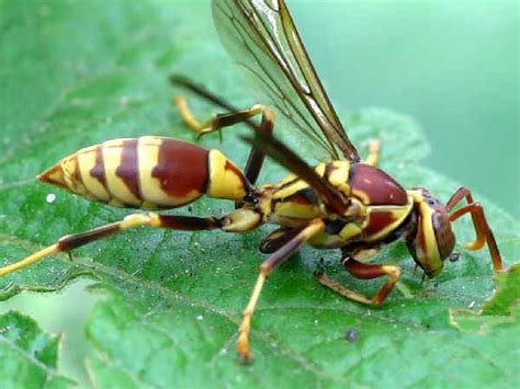 Types Of Paper Wasps Pictures And Identification Green Nature