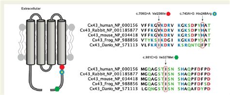 Identification Of Three Novel Gja1 Missense Variants Left Schematic