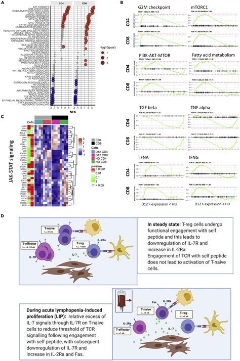 Lymphopenia Induced Lymphoproliferation Drives Activation Of Naive T