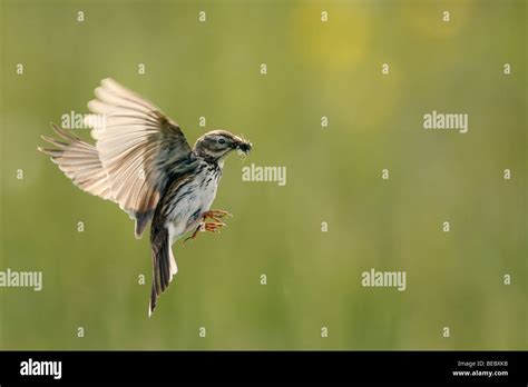 Meadow Pipit In Flight Carrying Insects In Its Beak Stock Photo Alamy