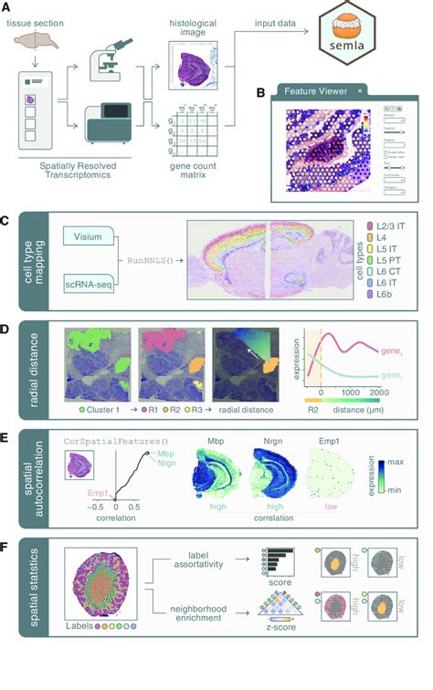 A The Input For The Semla R Package Consists Of Transcriptomics Data Download Scientific