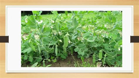 CLASS 10 SCIENCE CHAPTER 9 HEREDITY AND EVOLUTION PPTX