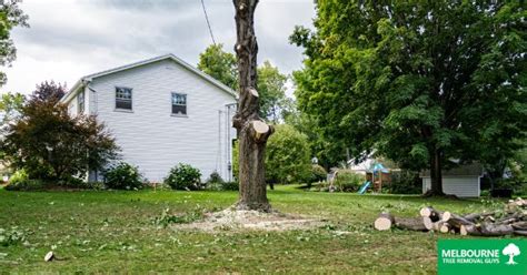 How To Dispose Of Tree Debris After Removal In Melbourne Melbourne Tree Removal Guys