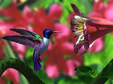Hummingbird Wallpapers Wallpaper Cave