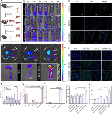 Biomimetic Nanoparticles Co Deliver Hirudin And Lumbrukinase To Ameliorate Thrombus And