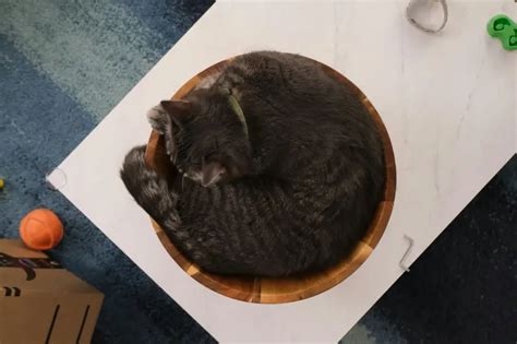 How To Set Overfit Batches In Pytorch Lightning Ml Journey