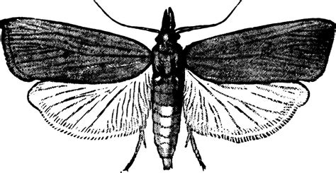 Chilo Vintage Illustration 35462753 Vector Art At Vecteezy