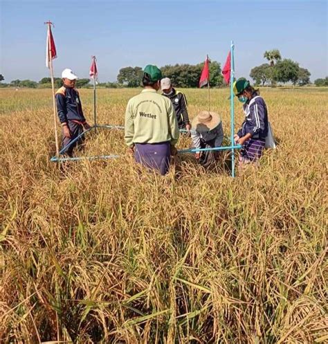 ဝက်လက်မြို့နယ်၌ ကိုဗစ် ၁၉ စီးပွားရေး ကုစားမှု Cerp အစီစဉ်ဖြင့် စိုက်ပျိုးထားသော ရက် ၉၀