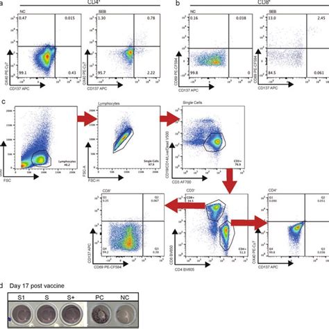 Gating Strategy For T Cell Assay A Cd4 T Cell Response To Seb In