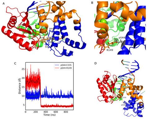 Structural Insights Into Phosphorylation Mediated Polymerase Function Loss For Dna Polymerase β